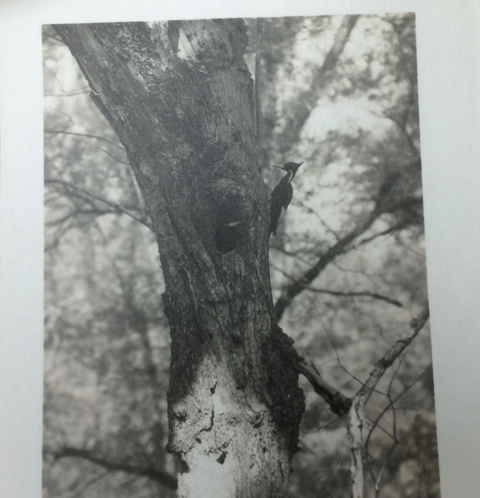 Rare Ivory-billed Woodpecker Images - Project Principalis (Formerly ...